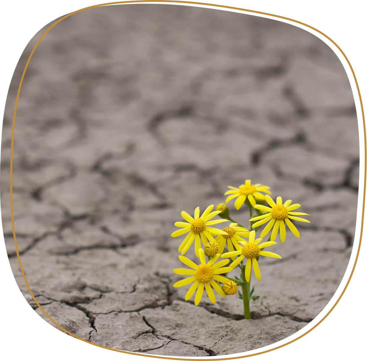 Méditation Rythmique Dynamique - PulseMotion - Iris Jesse